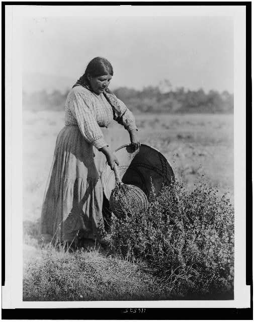 Edward S. Curtis Collection- Gathering Seeds-Coast Pomo | 3CHICSPOLITICO